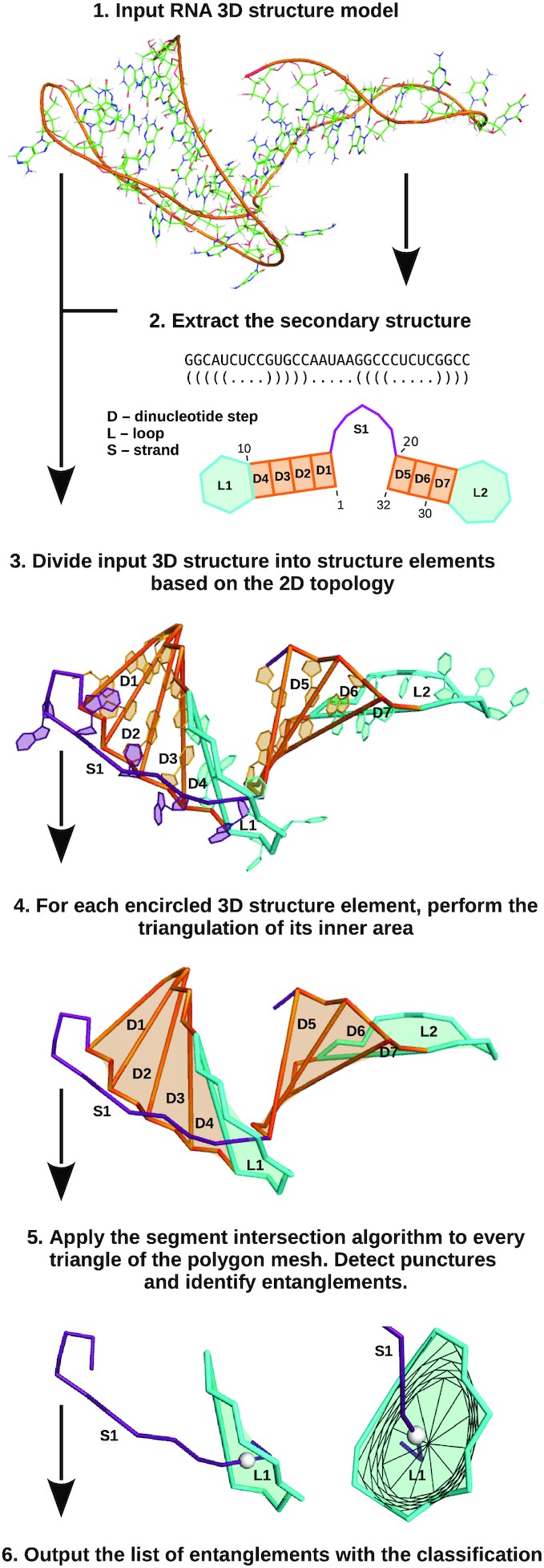 Rna Structure Model